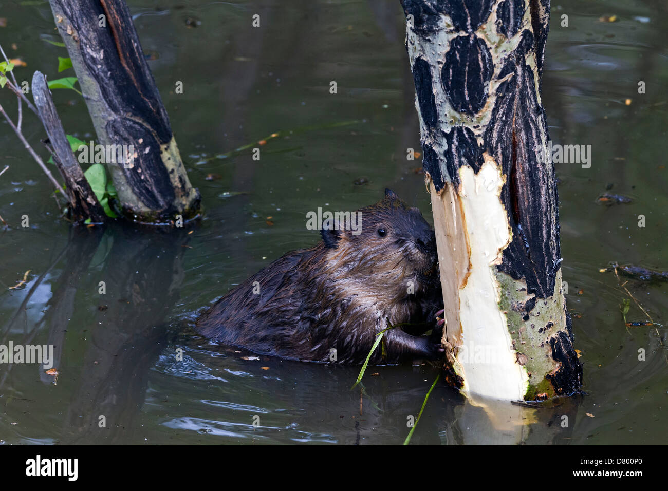 Beaver nibbles hi-res stock photography and images - Alamy