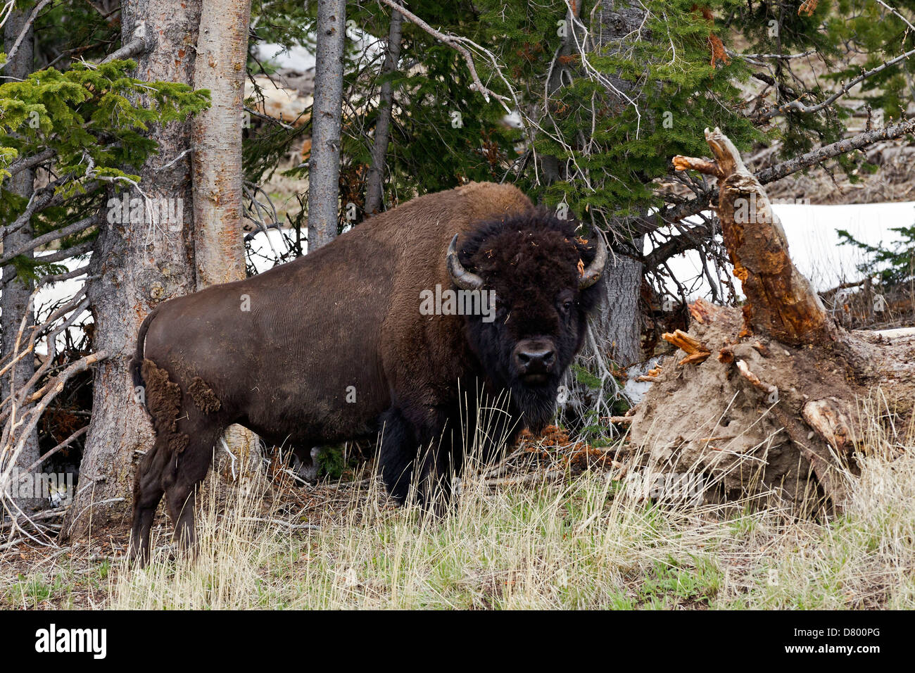 Wood bison usa wild hi-res stock photography and images - Alamy