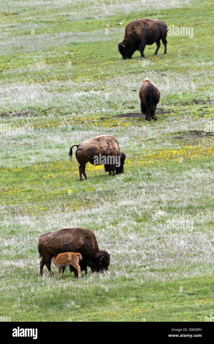 Bison herd size hi-res stock photography and images - Alamy