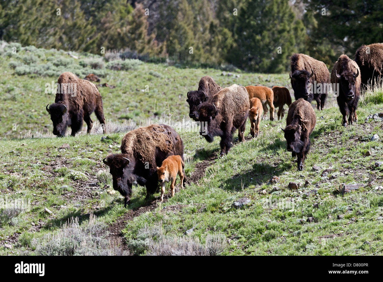 Bison herd motion hi-res stock photography and images - Alamy
