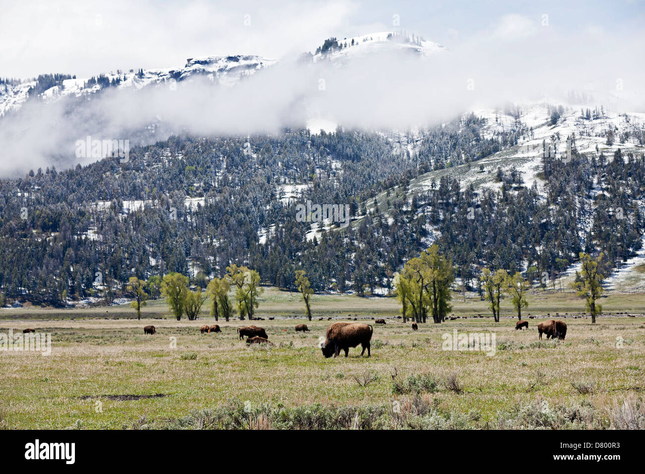 Bison with snowy mountains hi-res stock photography and images - Alamy