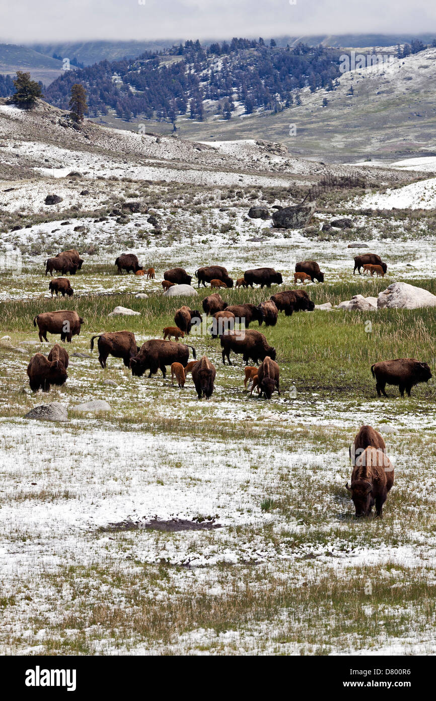 Bison herd size hi-res stock photography and images - Alamy