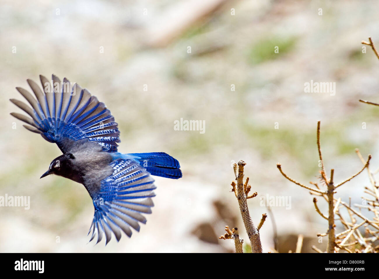 Steller’s jay flying hi-res stock photography and images - Alamy