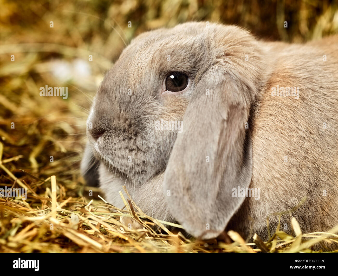 gray lop-earred rabbit on hayloft, close up Stock Photo - Alamy