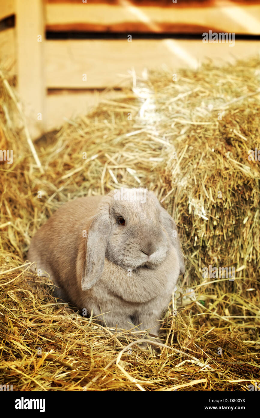 gray lop-earred rabbit on hayloft, close up Stock Photo - Alamy