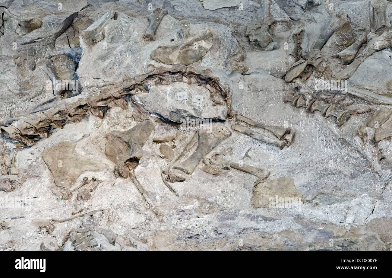 Fossilised dinosaur bone hi-res stock photography and images - Alamy