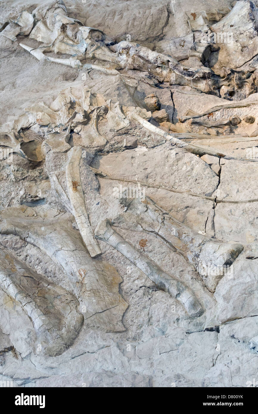 Fossil dinosaur size hi-res stock photography and images - Alamy