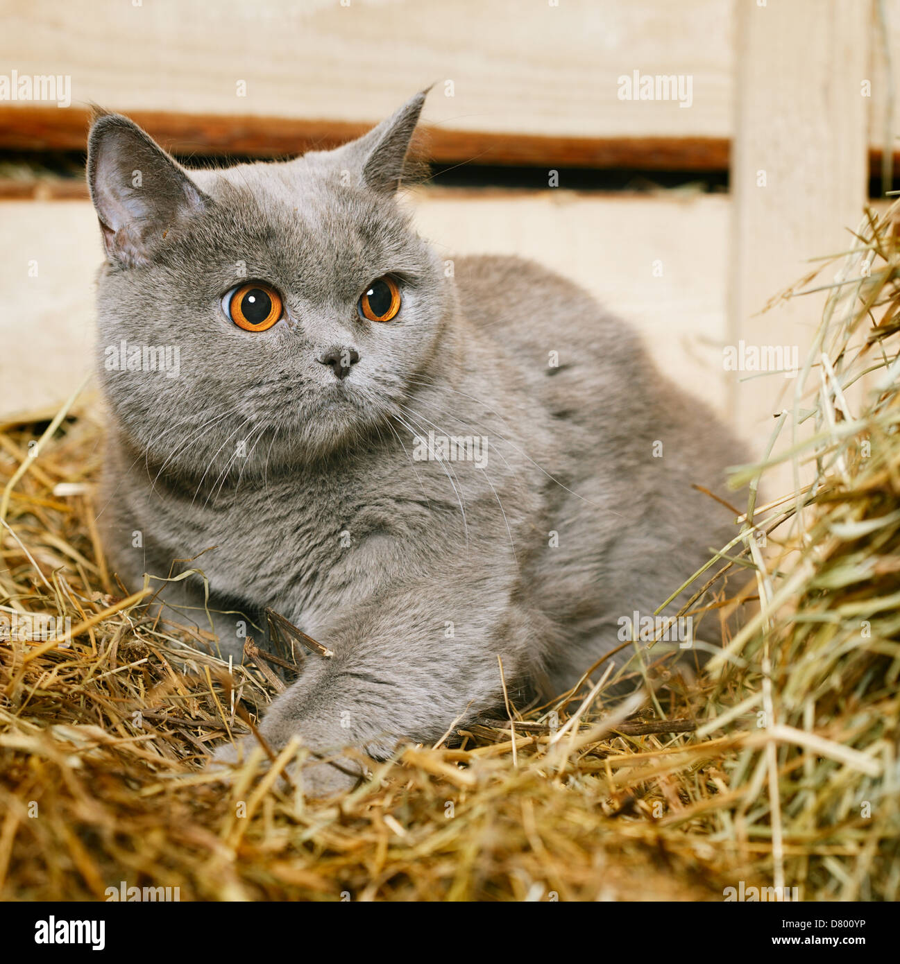 funny blue british shorthair cat on hayloft Stock Photo - Alamy