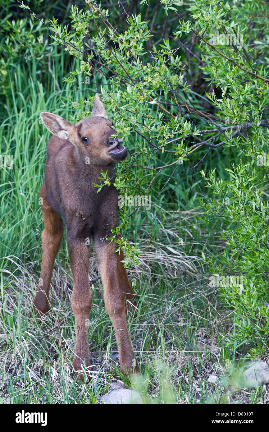 Moose eating twig hi-res stock photography and images - Alamy