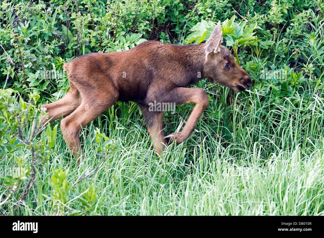 Calf moose running hi-res stock photography and images - Alamy