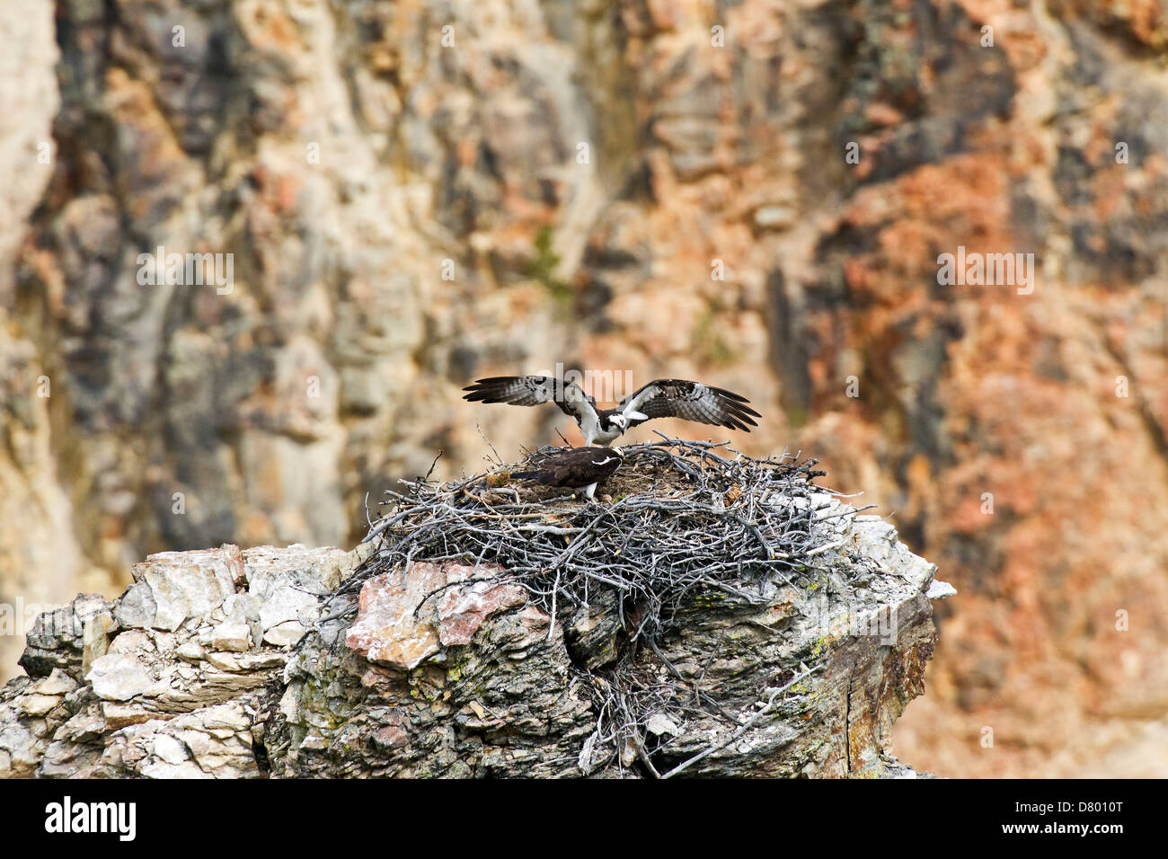 Osprey nest nests ospreys hi-res stock photography and images - Alamy