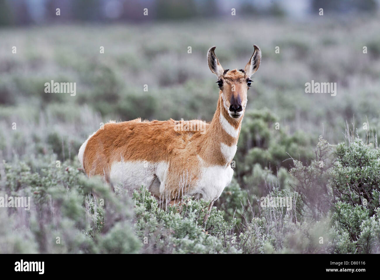 Pronghorn antelope stand hi-res stock photography and images - Alamy