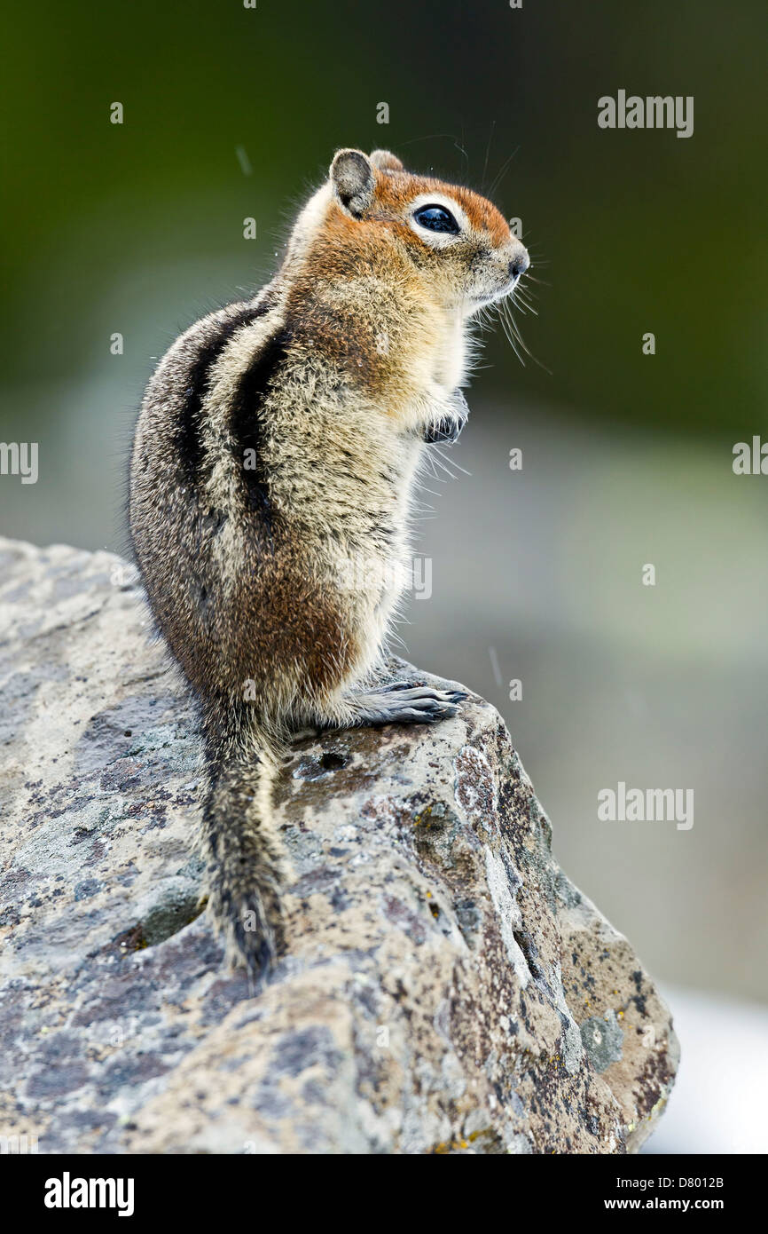 golden-mantled ground squirrel Stock Photo - Alamy