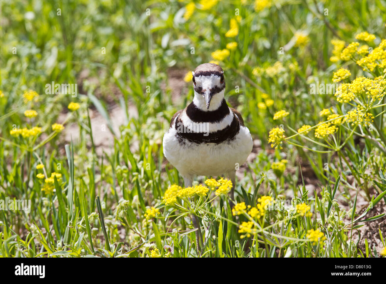 Killdeer bird birds hi-res stock photography and images - Alamy