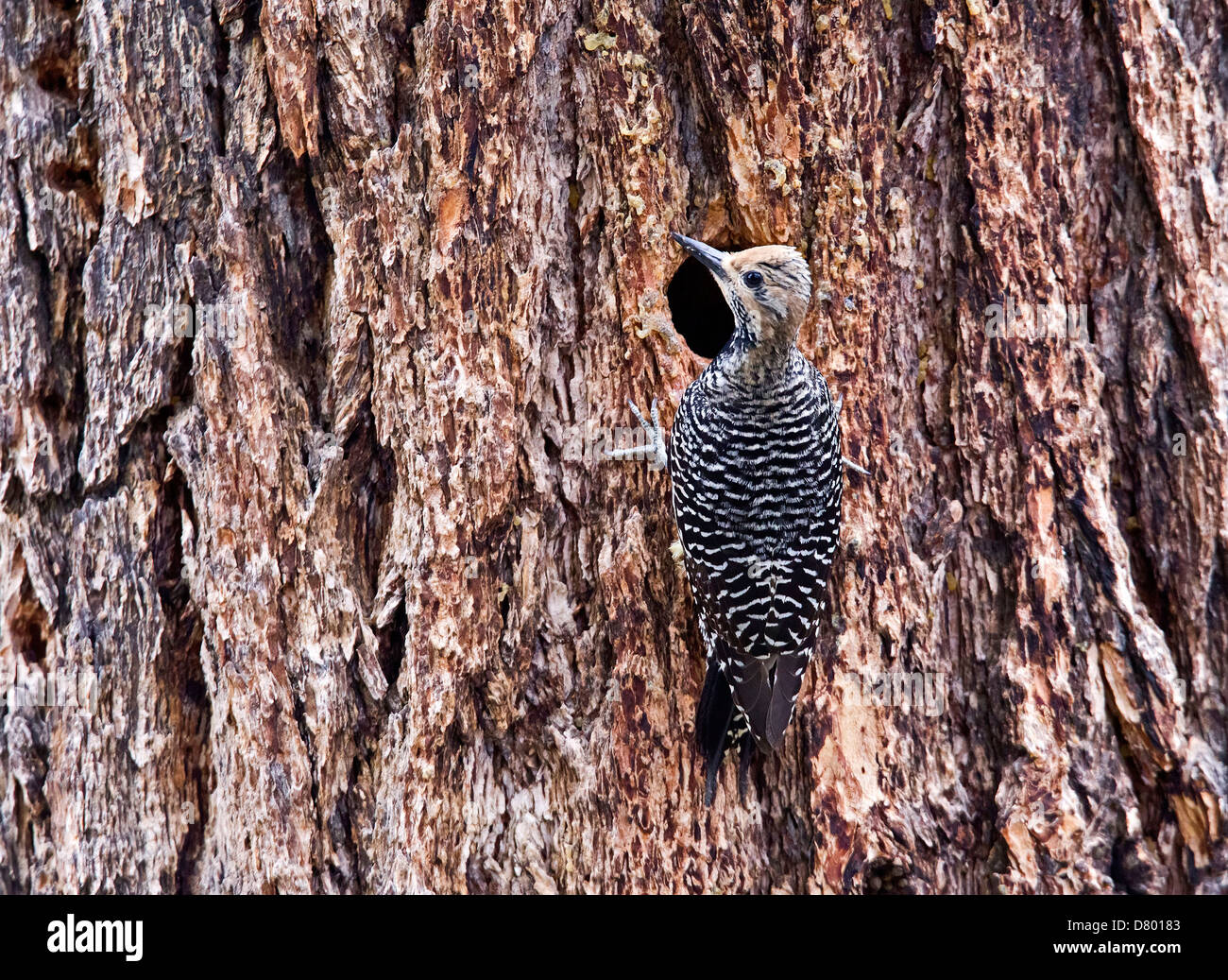 Williamsons sapsuckers hi-res stock photography and images - Alamy