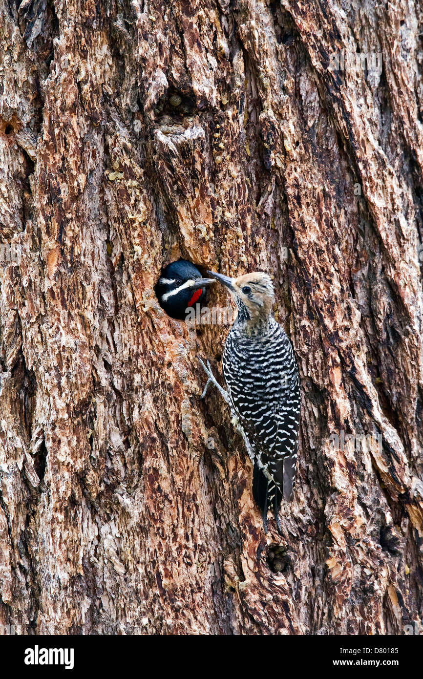 Sapsuckers hi-res stock photography and images - Alamy