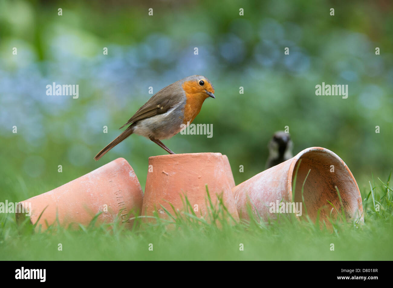 Robin on flower hi-res stock photography and images - Alamy
