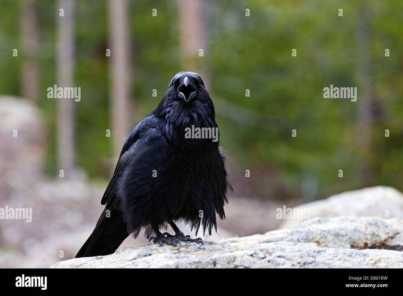 Ravens eye hi-res stock photography and images - Alamy