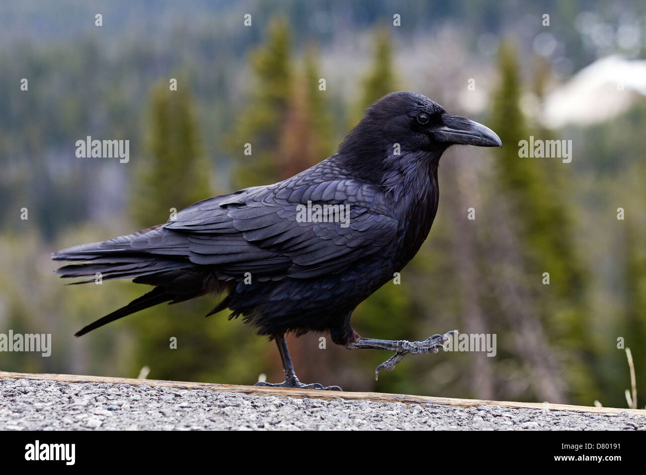 Raven moving hi-res stock photography and images - Alamy