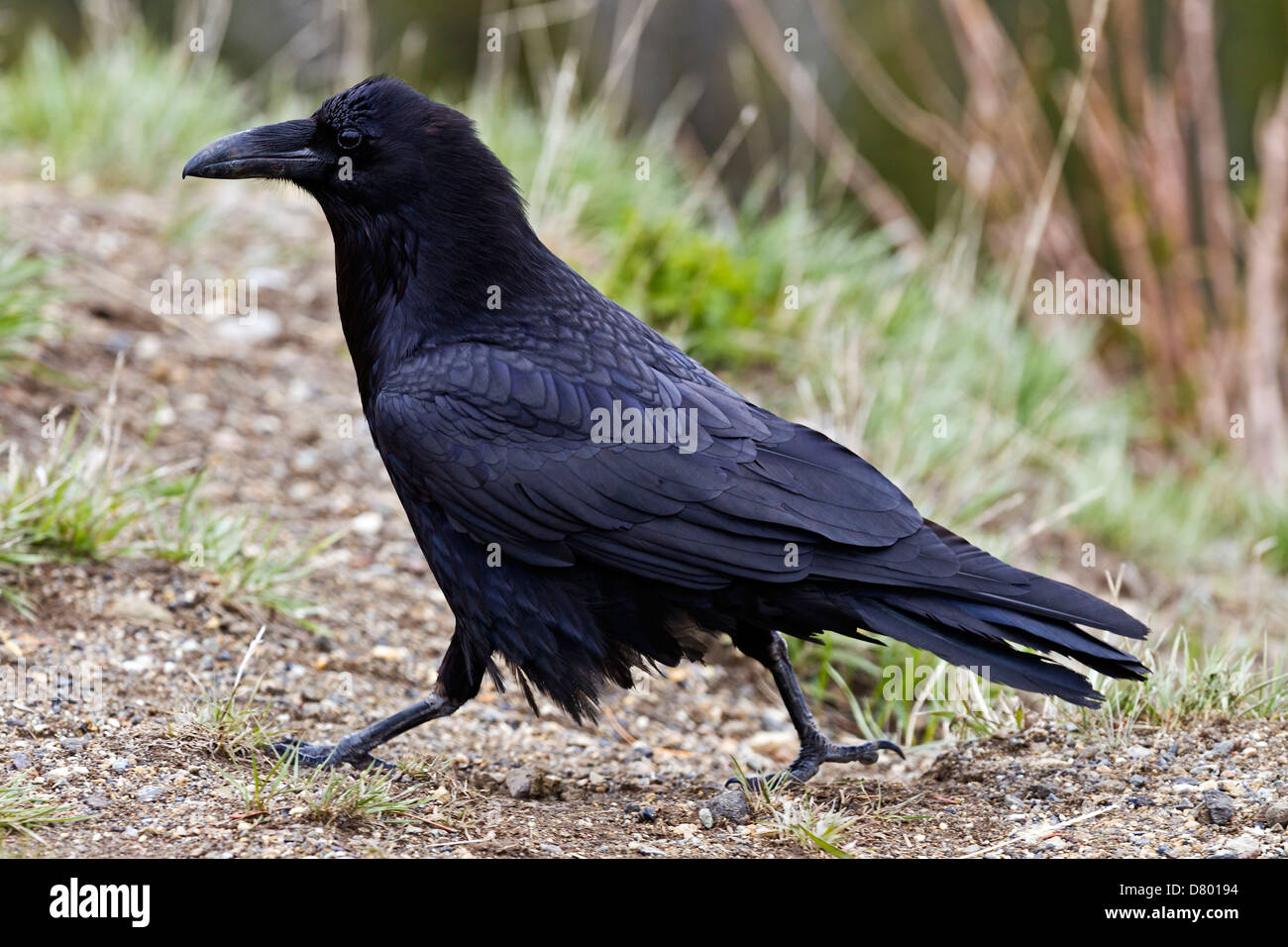 Go ravens hi-res stock photography and images - Alamy