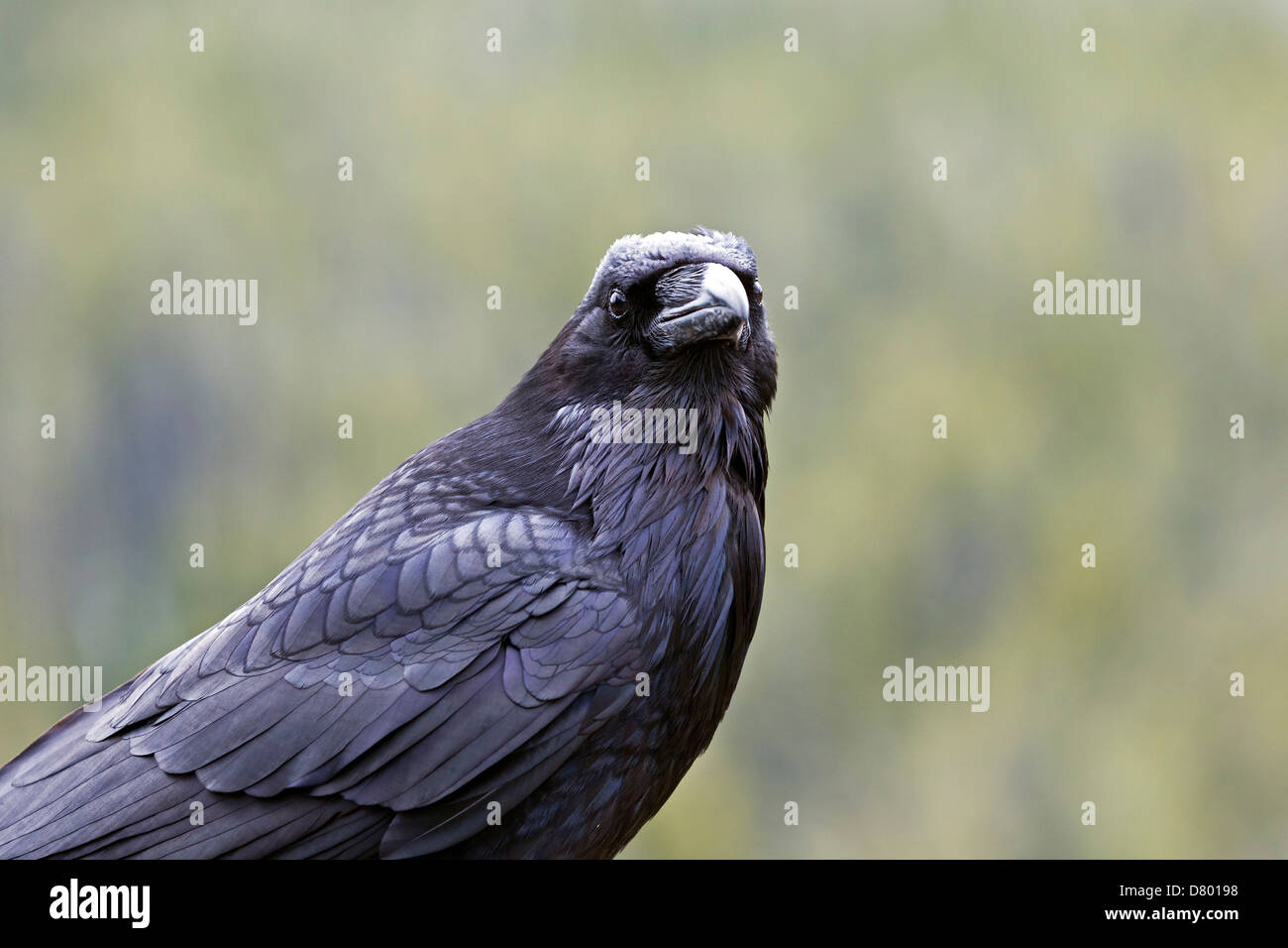 Raven portraits hi-res stock photography and images - Alamy
