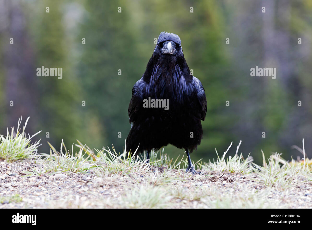 Raven meadows hi-res stock photography and images - Alamy