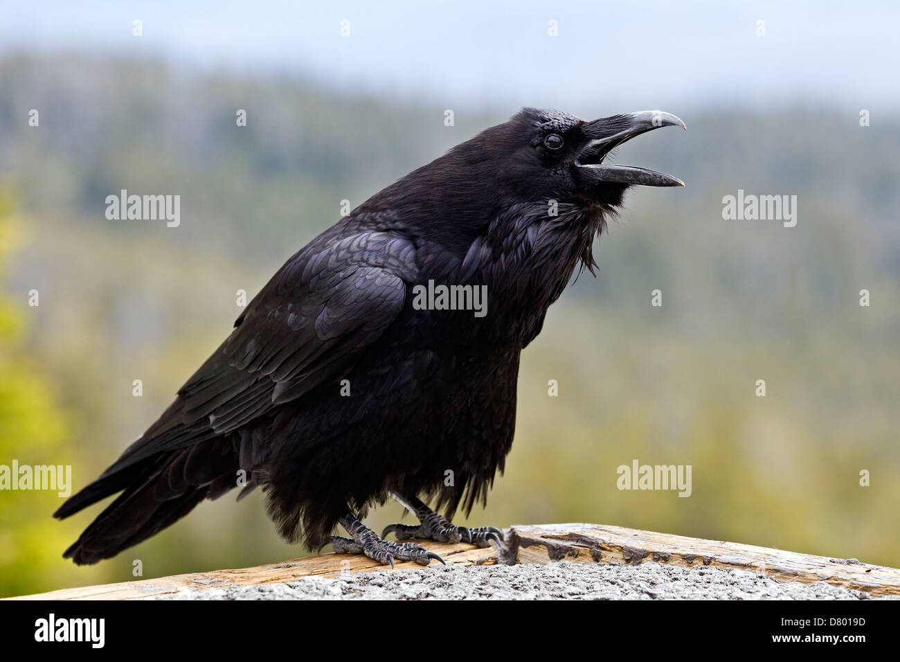 Crying walls hi-res stock photography and images - Alamy