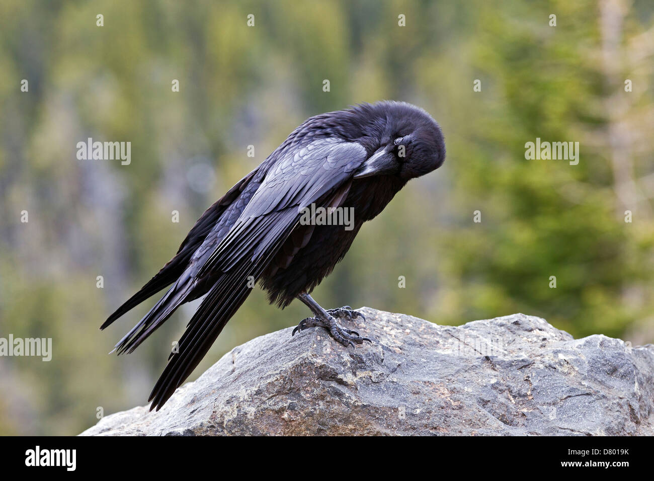 Raven preening hi-res stock photography and images - Alamy