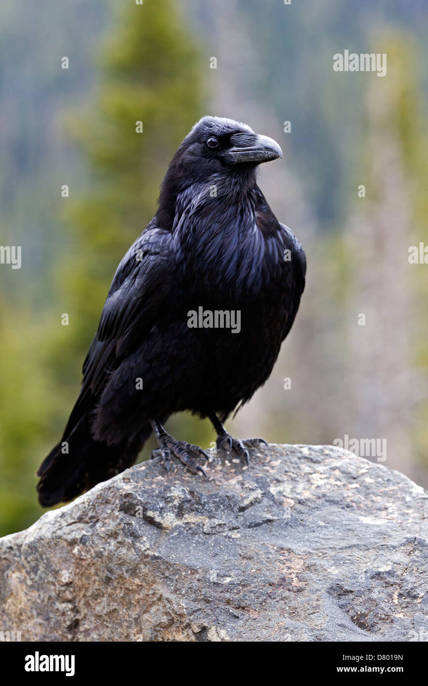 Raven size hi-res stock photography and images - Alamy
