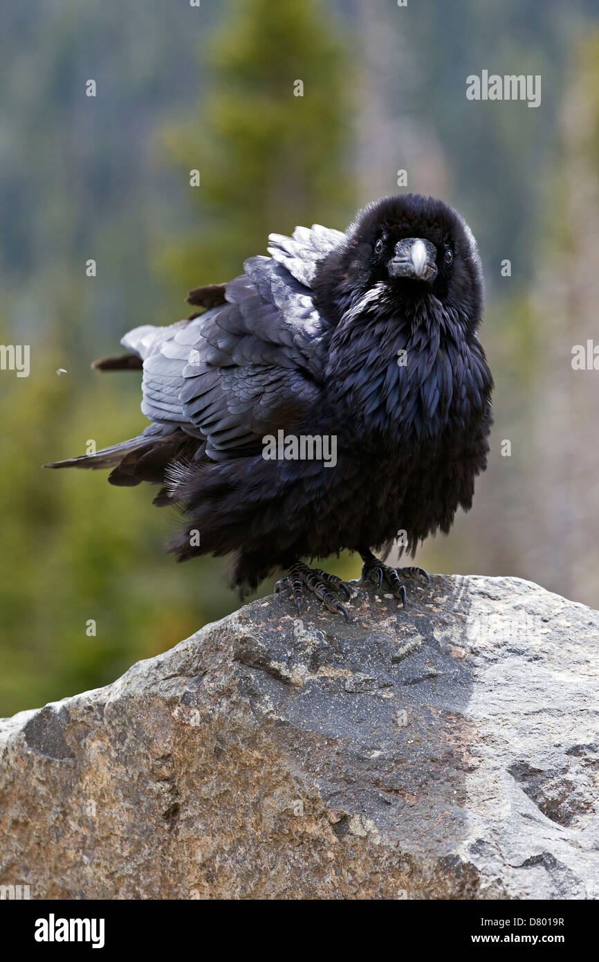 Ravens eye hi-res stock photography and images - Alamy