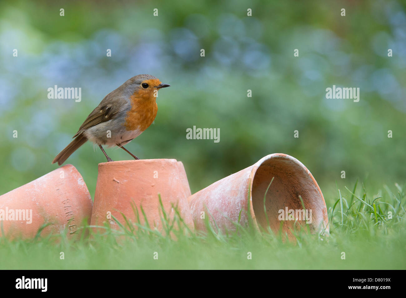 Erithacus rubecula. Robin on flower pots in the grass Stock Photo - Alamy