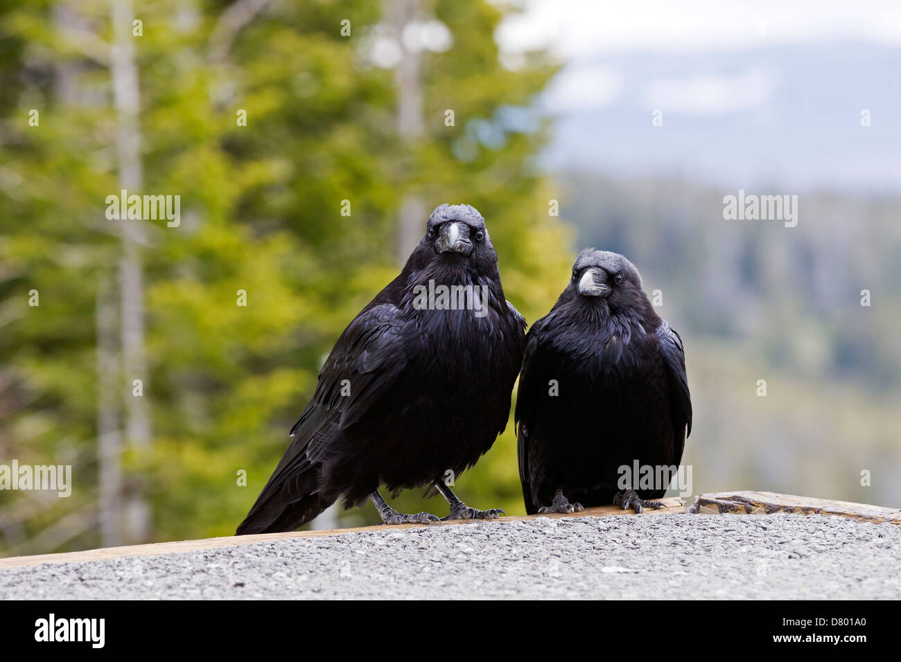 Ravens eye hi-res stock photography and images - Alamy