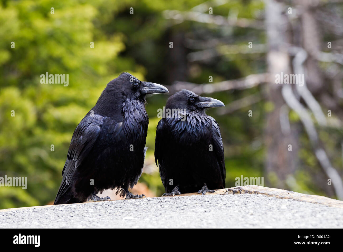 Family of ravens hi-res stock photography and images - Alamy