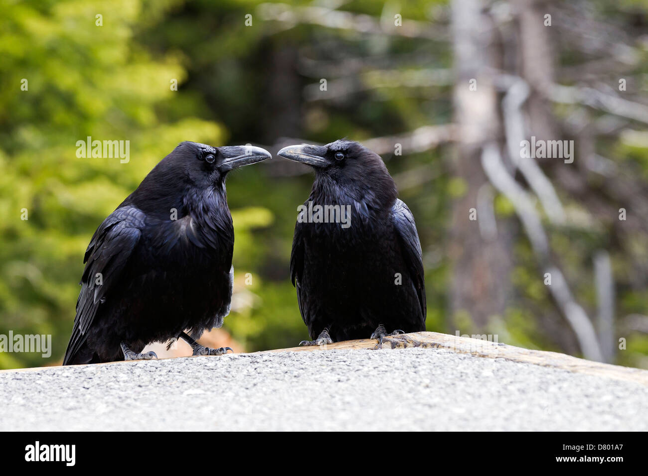 Family of ravens hi-res stock photography and images - Alamy