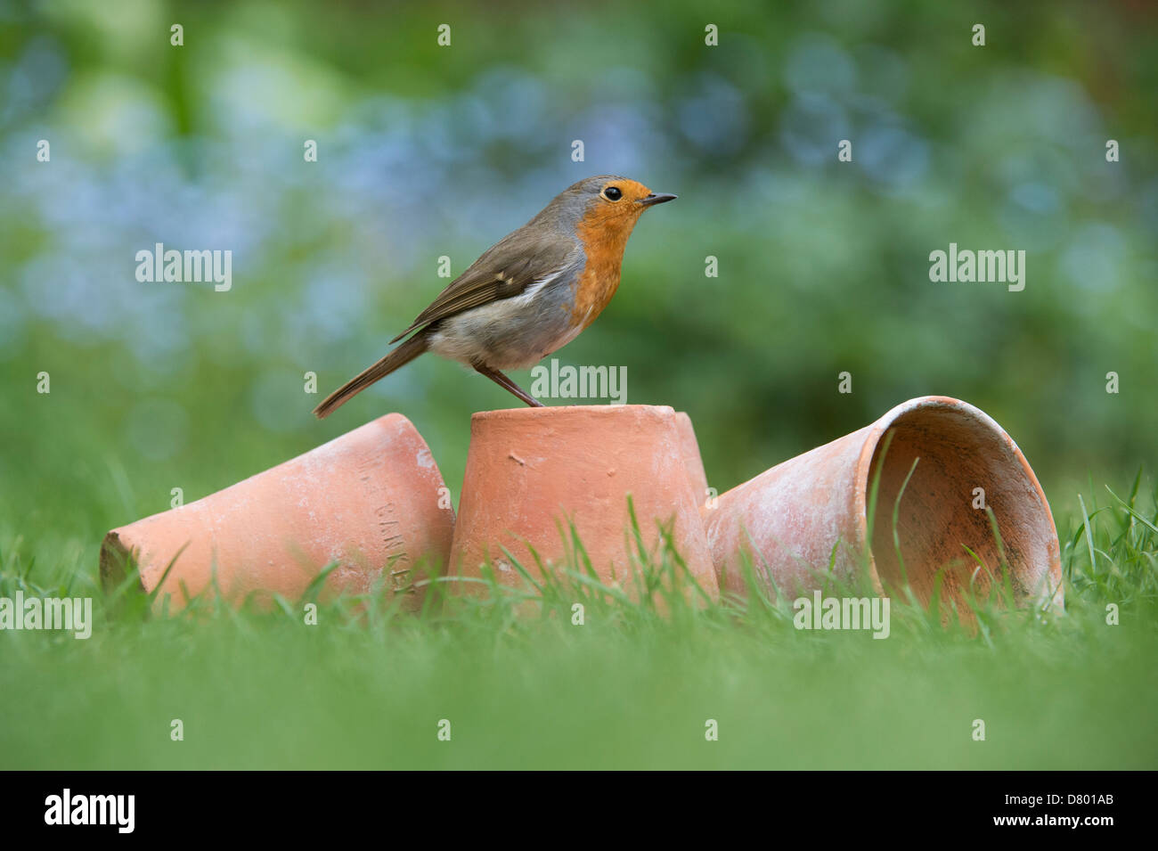 Robin on flower hi-res stock photography and images - Alamy