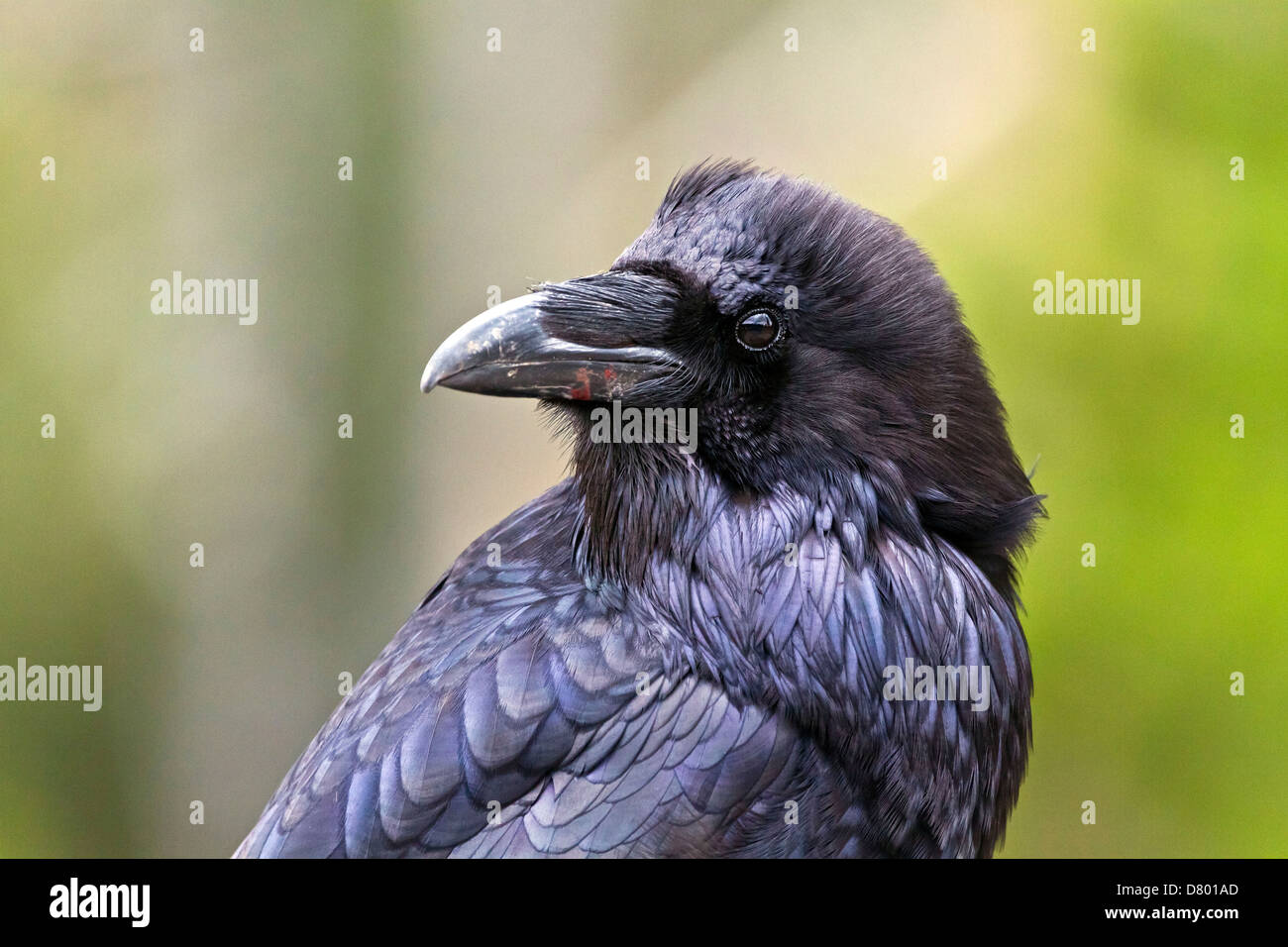 Raven portraits hi-res stock photography and images - Alamy