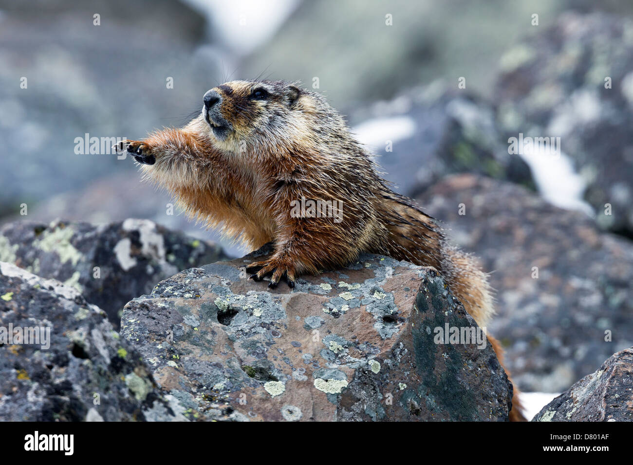 Curious marmots hi-res stock photography and images - Alamy