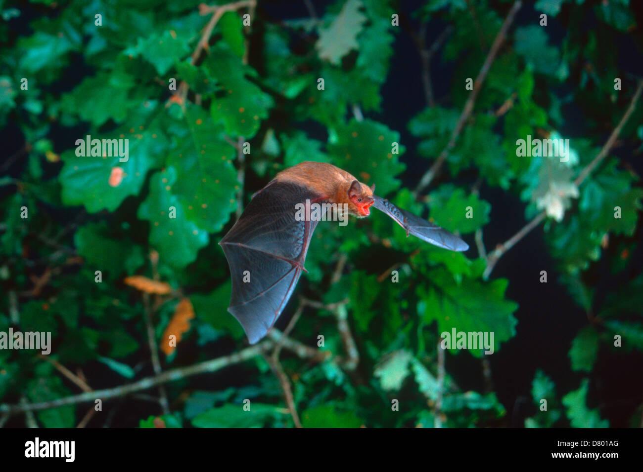 Soprano Pipistrelle Bat, Pipistrellus pygmaeus. In flight with open ...