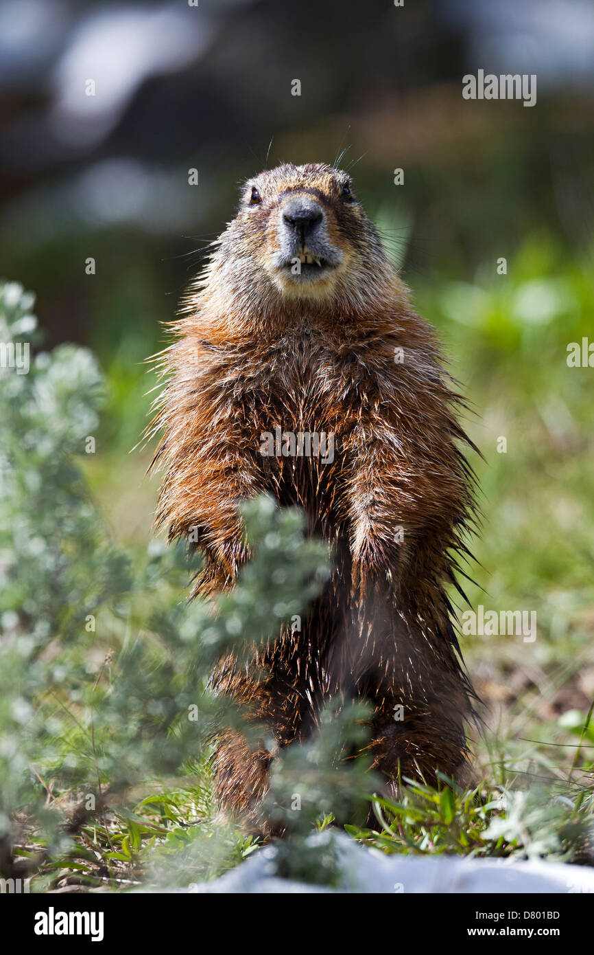 Adult yellow bellied marmot hi-res stock photography and images - Alamy
