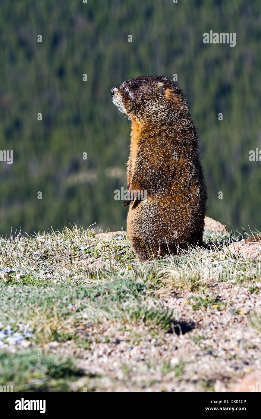Adult yellow bellied marmot hi-res stock photography and images - Alamy