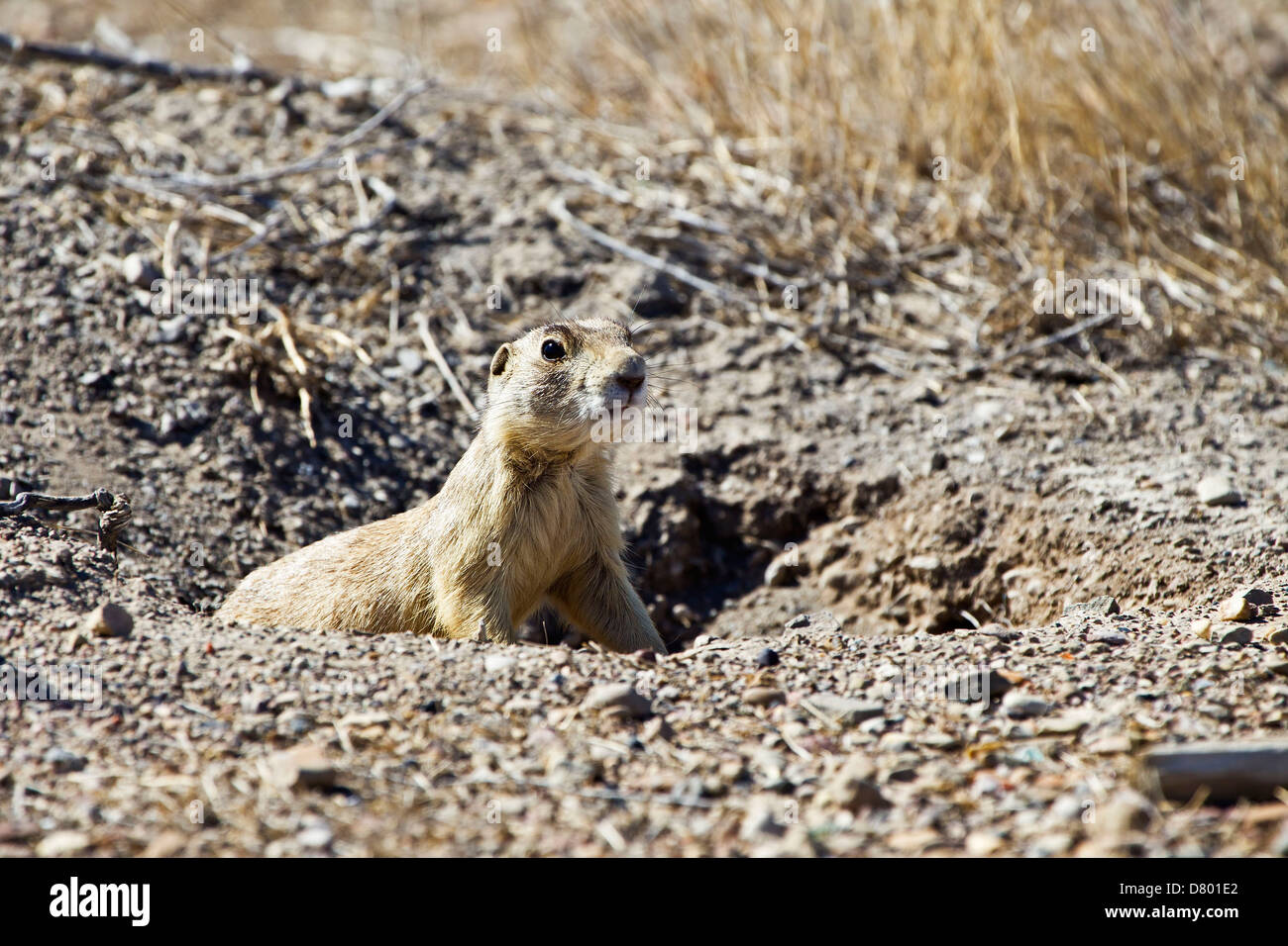 Prairie dog africa hi-res stock photography and images - Alamy