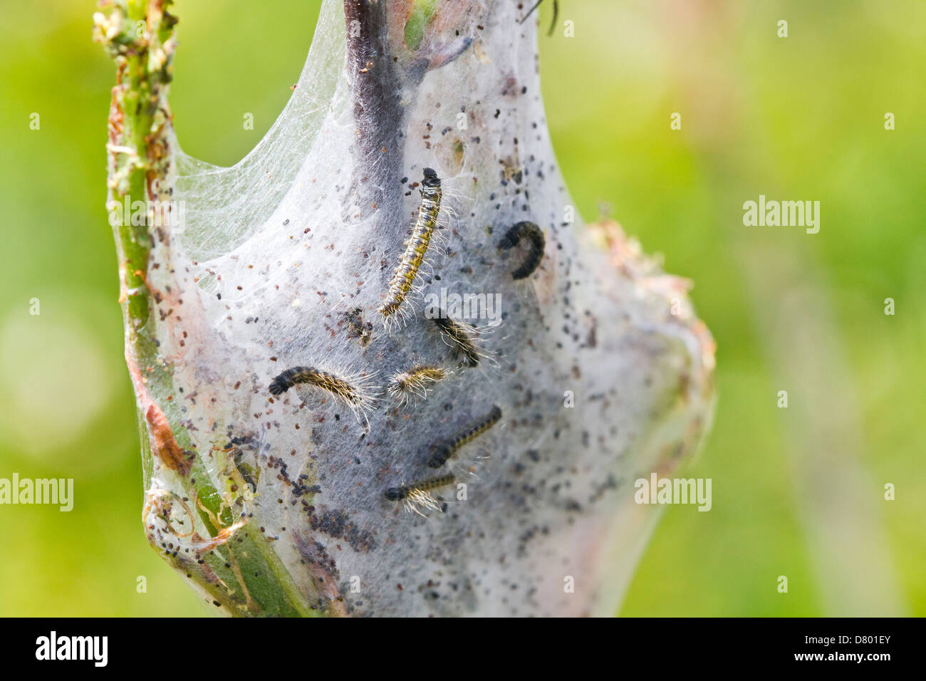 Spun twig hi-res stock photography and images - Alamy