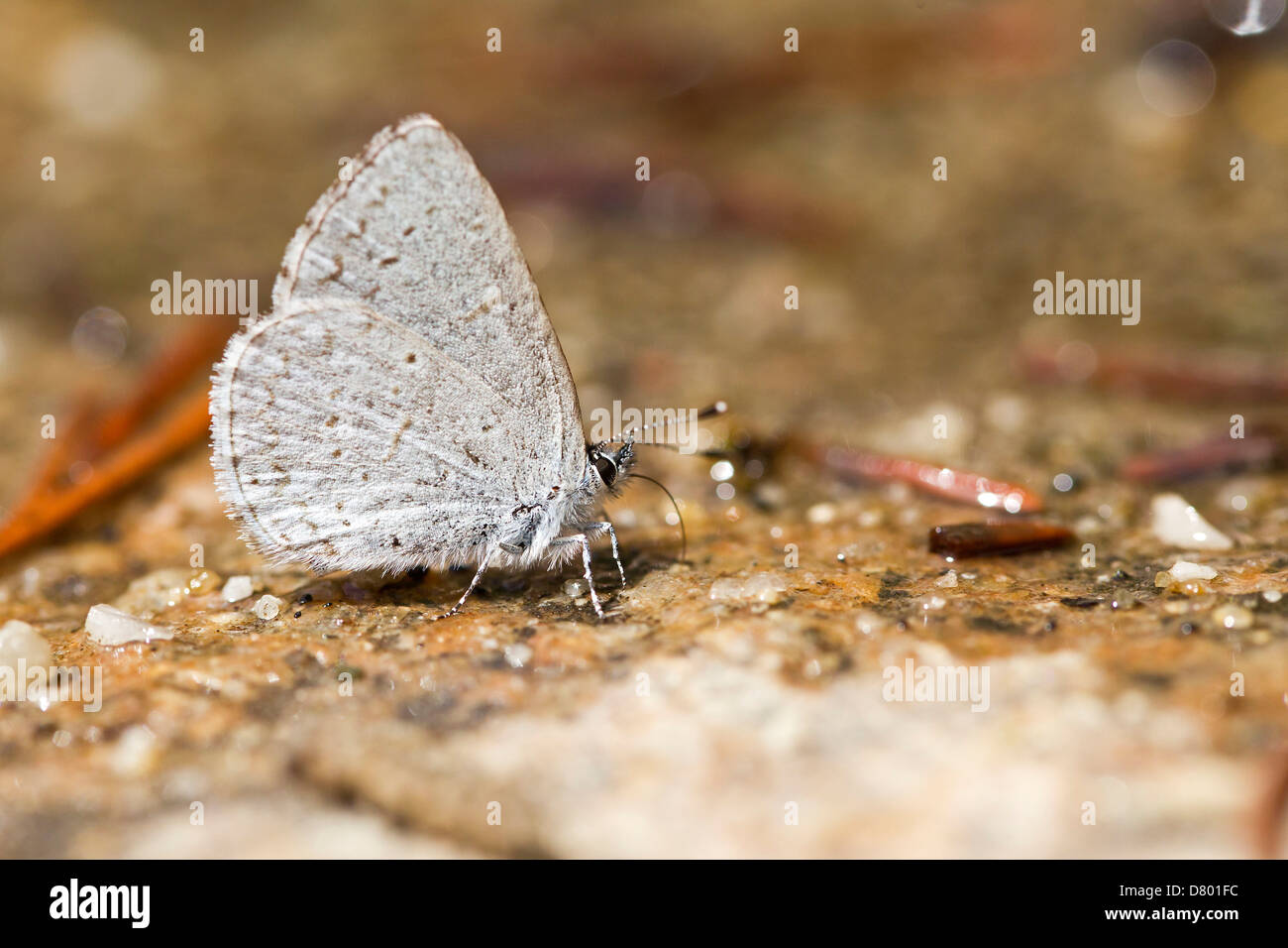 Hill hedge blue butterfly hi-res stock photography and images - Alamy