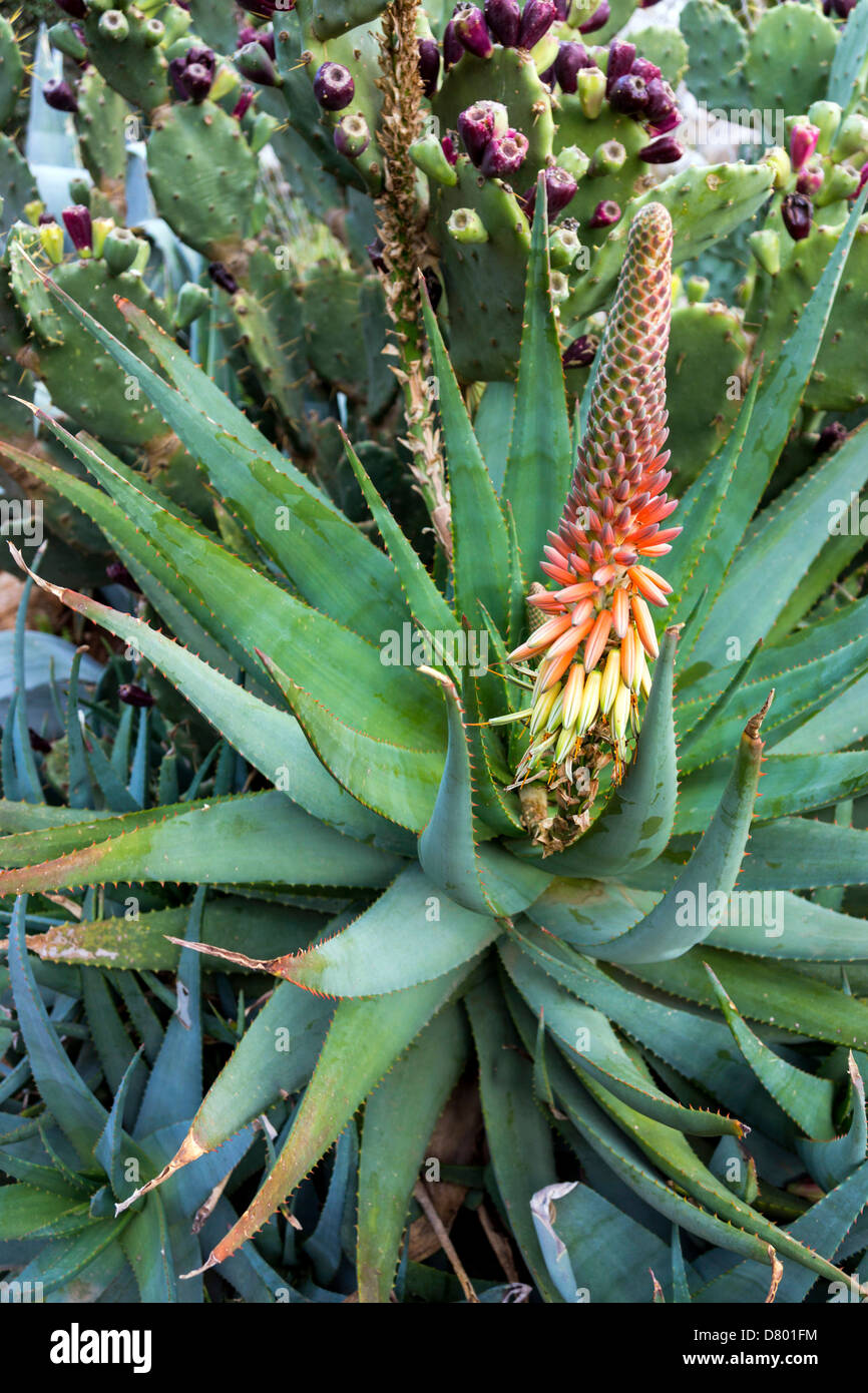 Agave plant with yellow and red flower spike th Stock Photo - Alamy
