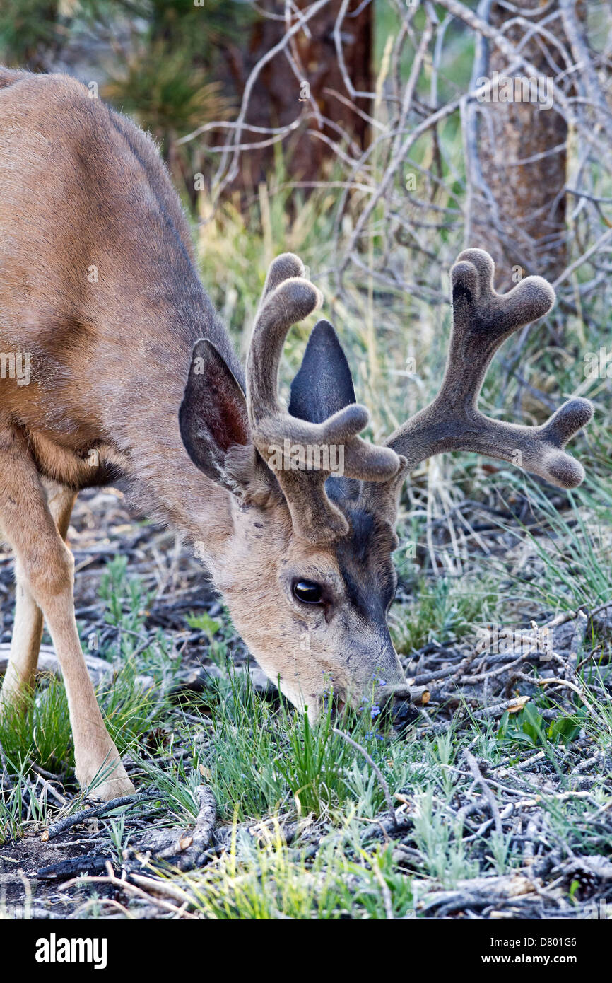Mule stags hi-res stock photography and images - Alamy