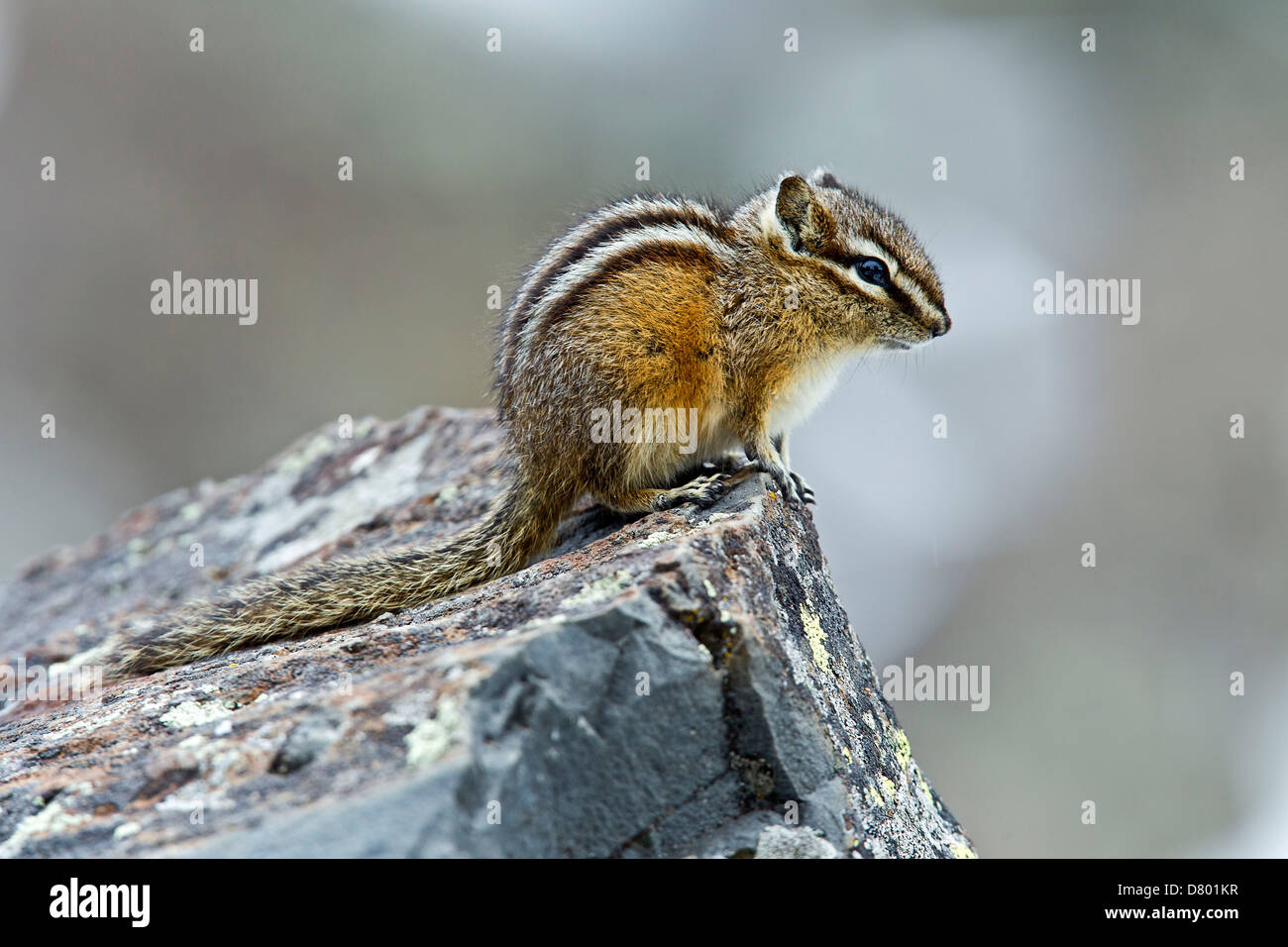 Side profile of chipmunk hi-res stock photography and images - Alamy