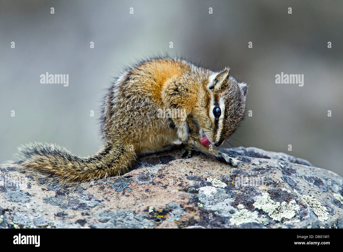 Chipmuck hi-res stock photography and images - Alamy