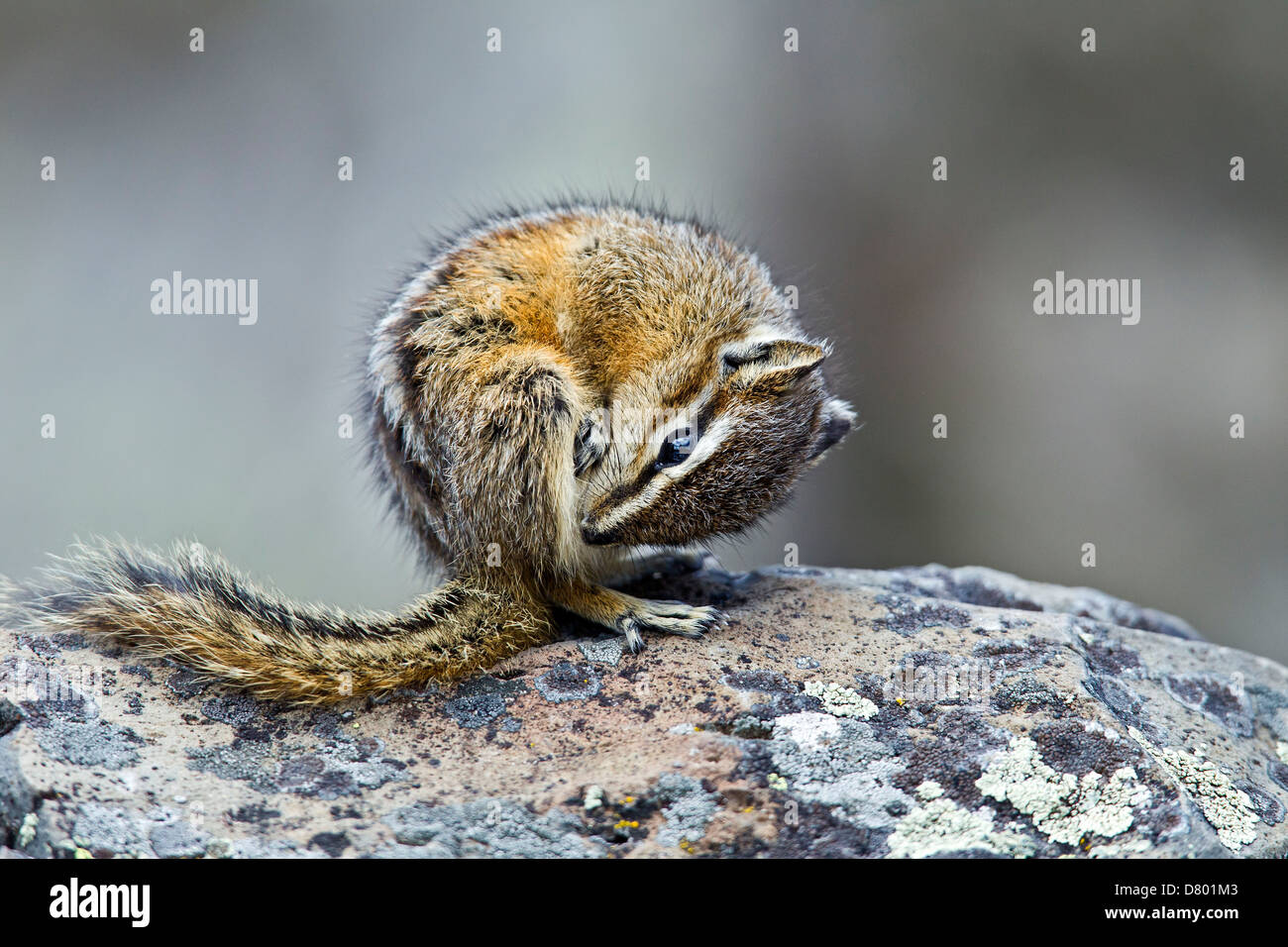Chipmunk grooming hi-res stock photography and images - Alamy