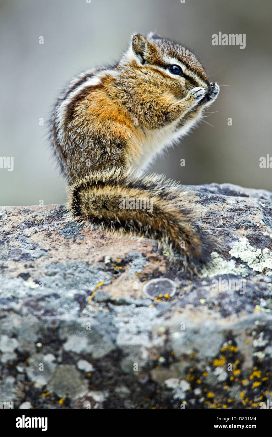Chipmunk grooming hi-res stock photography and images - Alamy