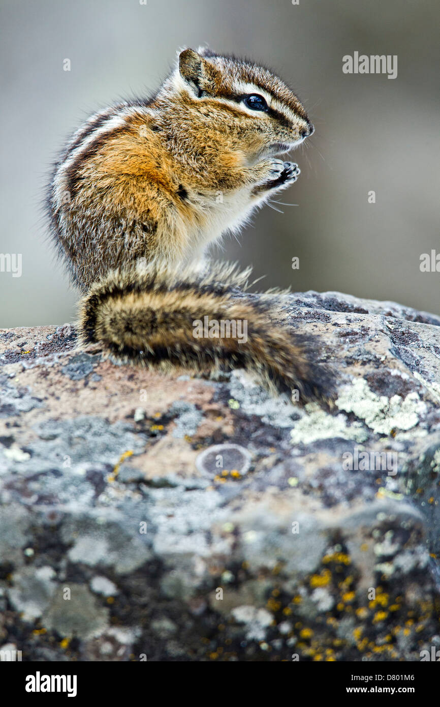 Side profile of chipmunk hi-res stock photography and images - Alamy